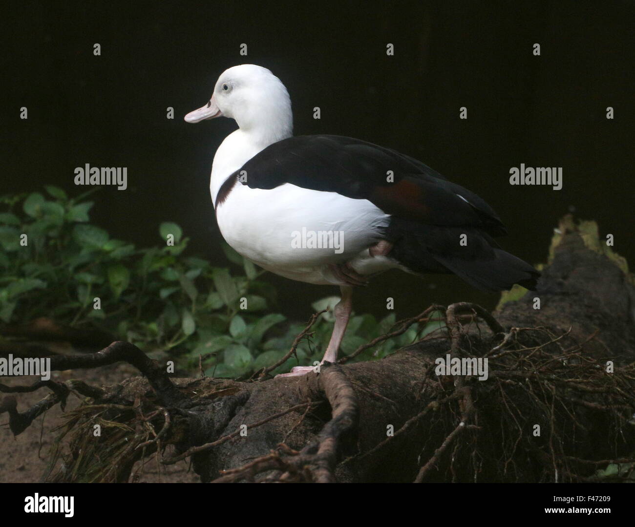 Male radjah shelduck hi-res stock photography and images - Alamy