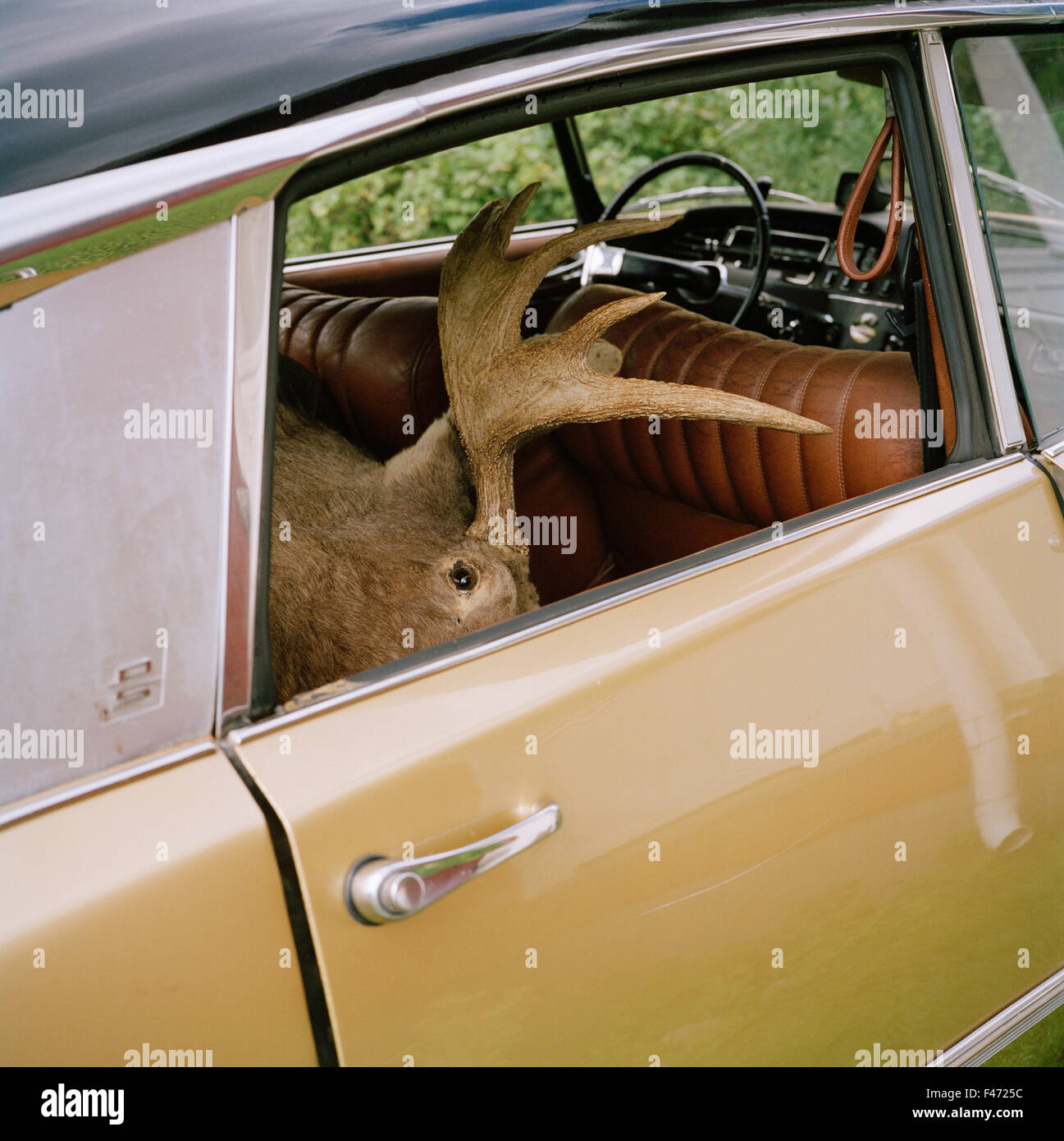 An elk head in a car, Sweden Stock Photo - Alamy