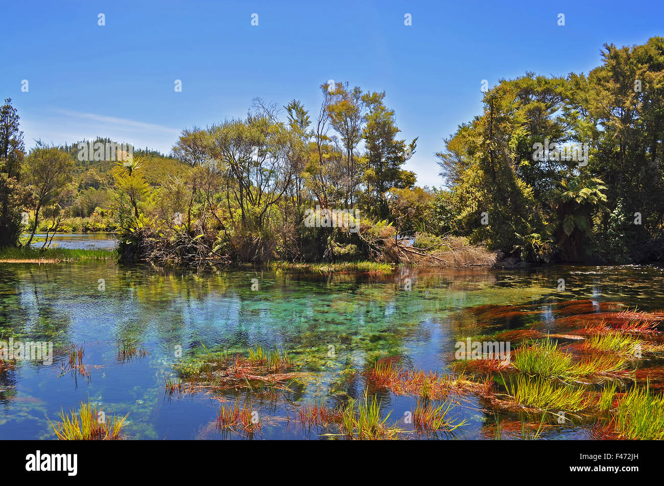 Natural swamp with clear water Stock Photo - Alamy