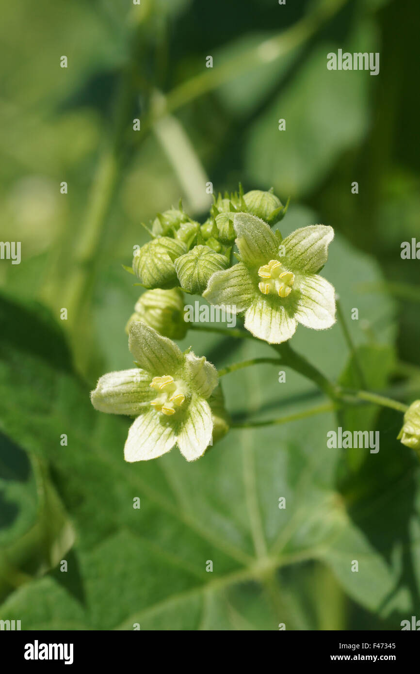 Bryony bryonia alba hi-res stock photography and images - Alamy