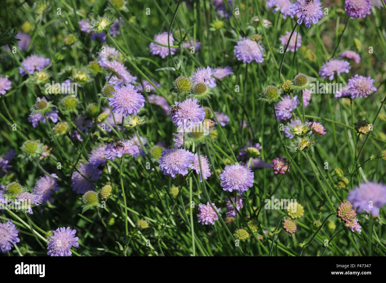 Blue button field scabious knautia hi-res stock photography and images ...