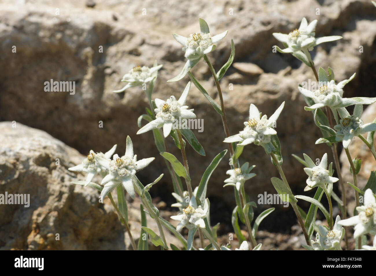 Leontopodioides hi-res stock photography and images - Alamy