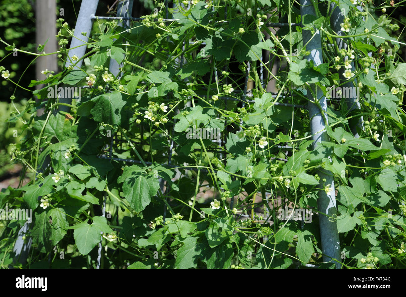White bryony hi-res stock photography and images - Alamy