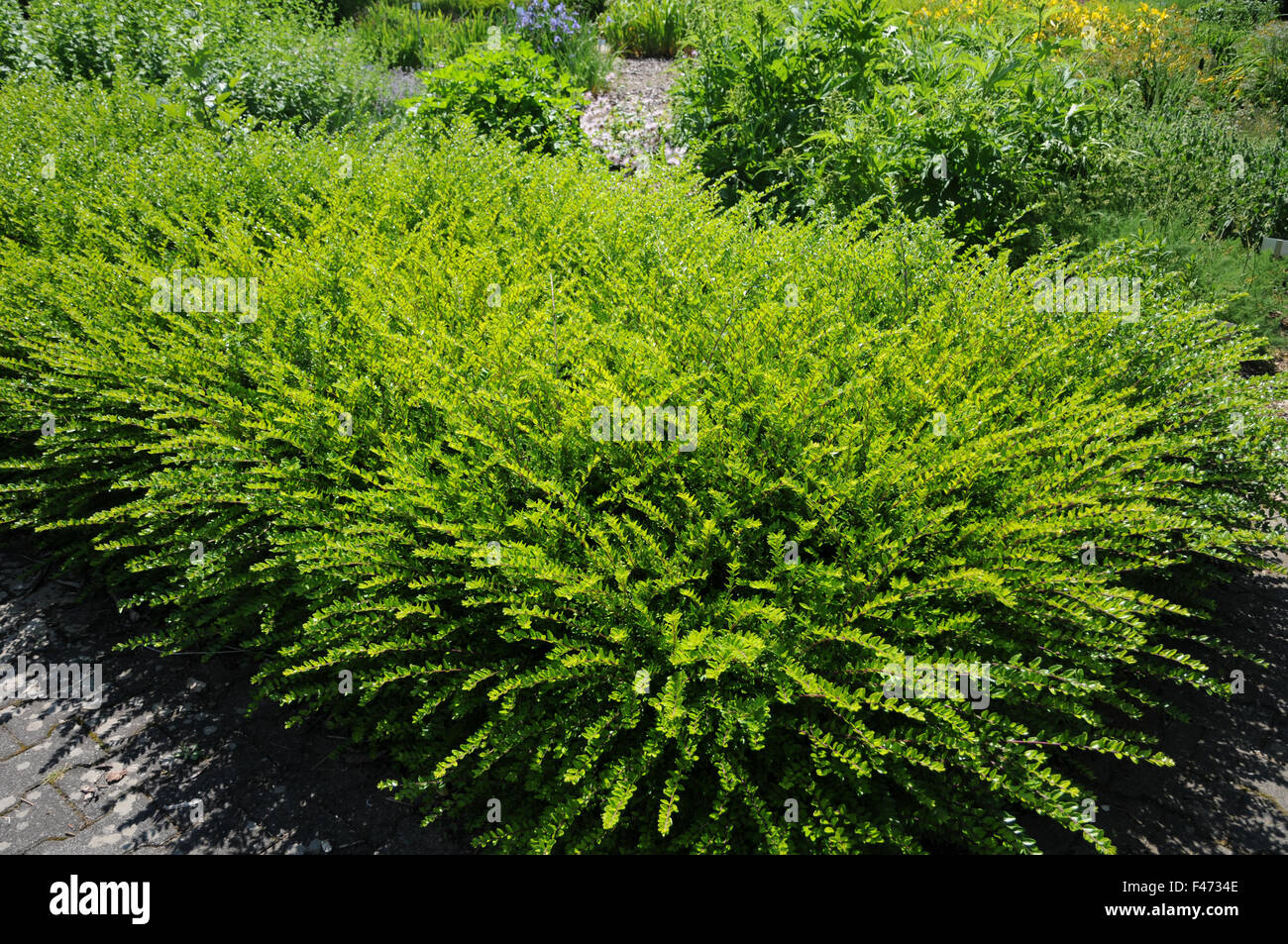 Boxleaf honeysuckle Stock Photo: 88666606 - Alamy