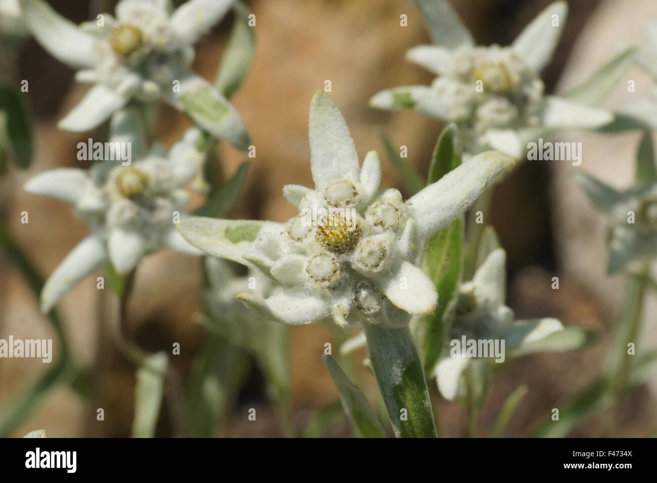 Leontopodioides High Resolution Stock Photography and Images - Alamy
