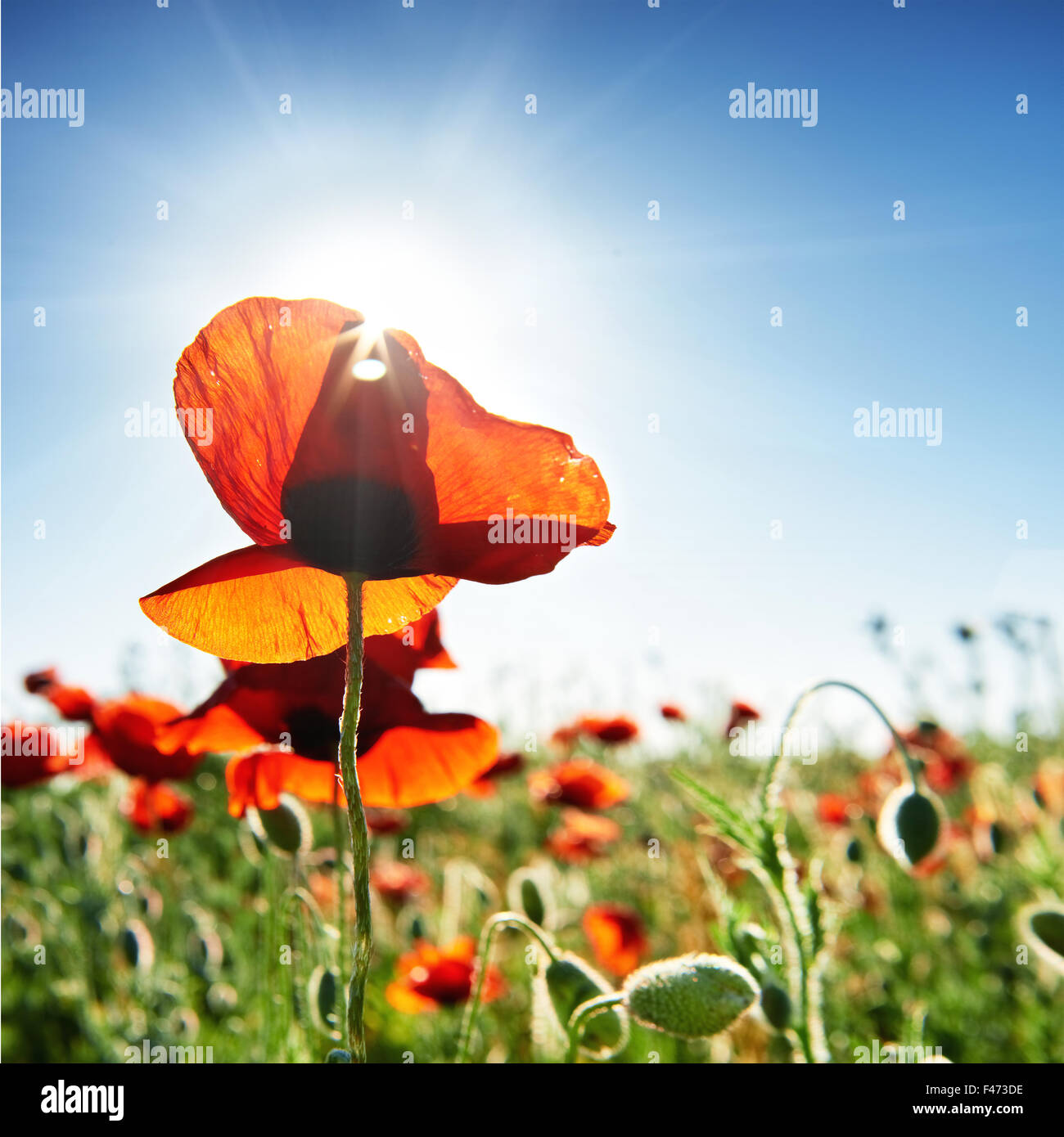 Beautiful poppies on flower hi-res stock photography and images - Alamy