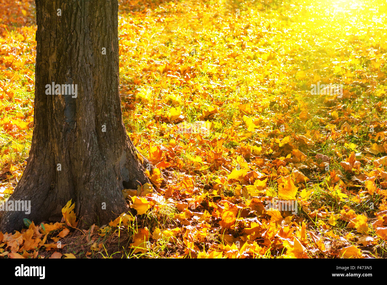 Golden yellow tree in autumn hi-res stock photography and images - Alamy