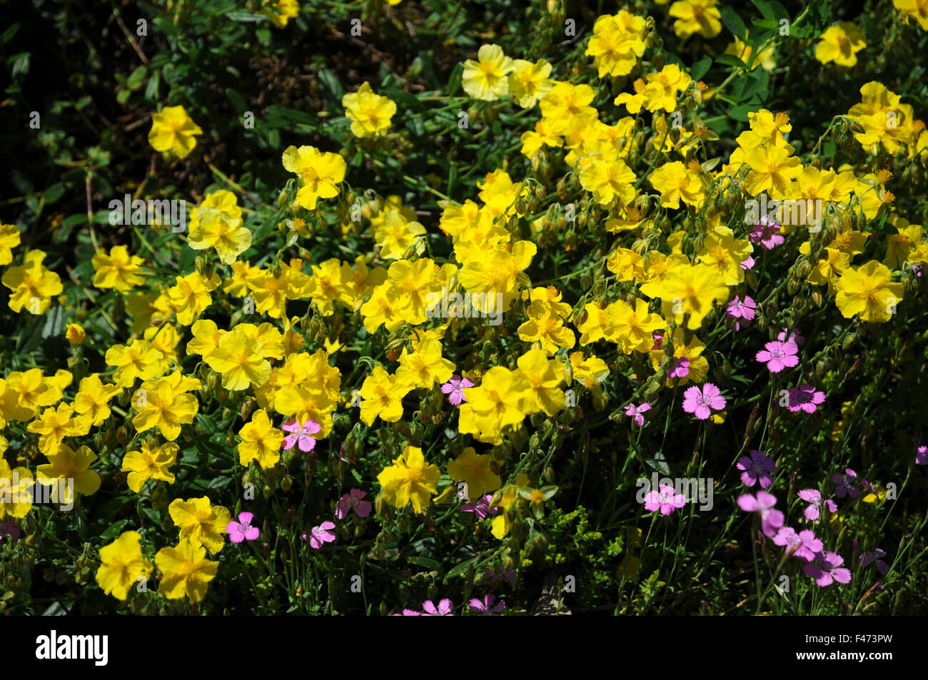Alpine rockrose hi-res stock photography and images - Alamy