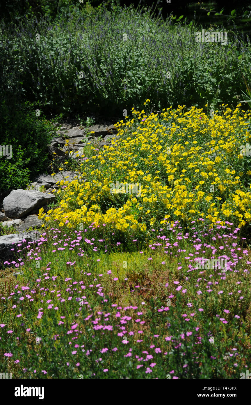 Alpine rockrose hi-res stock photography and images - Alamy