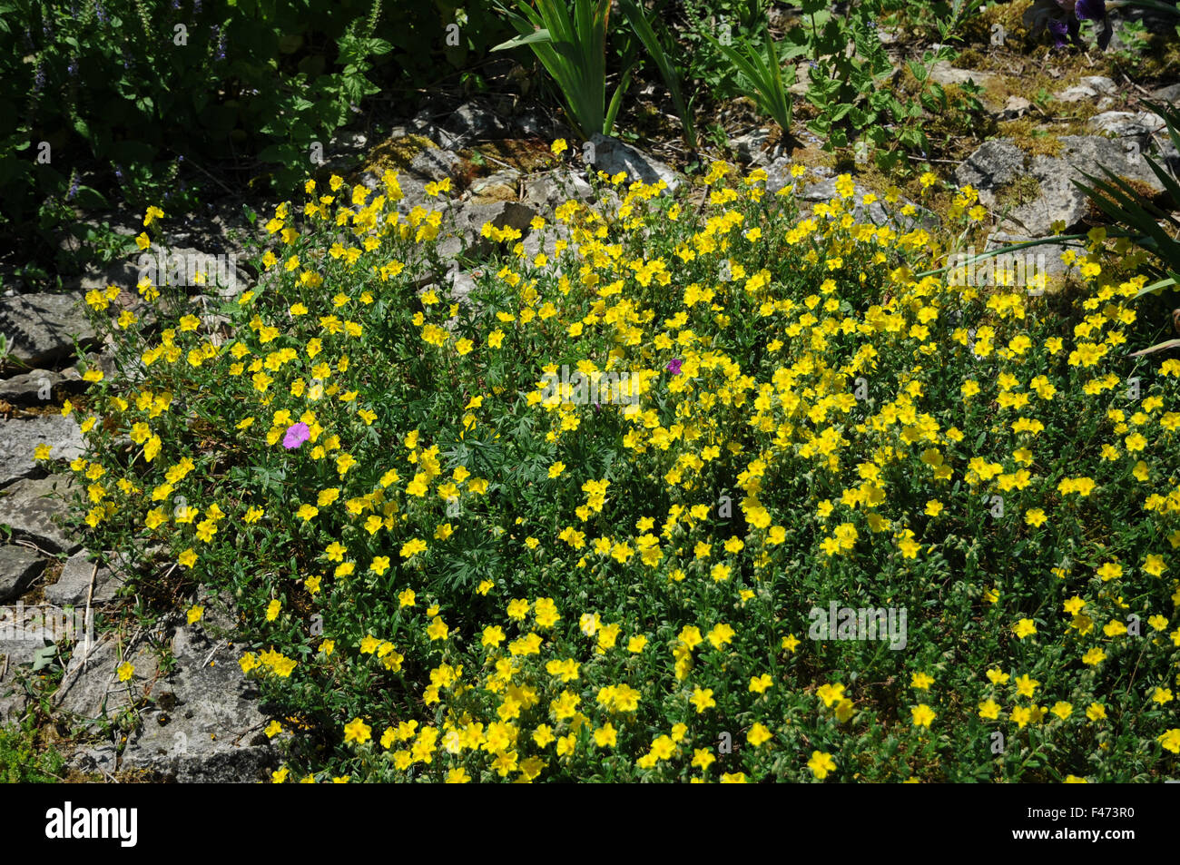 Alpine rockrose hi-res stock photography and images - Alamy