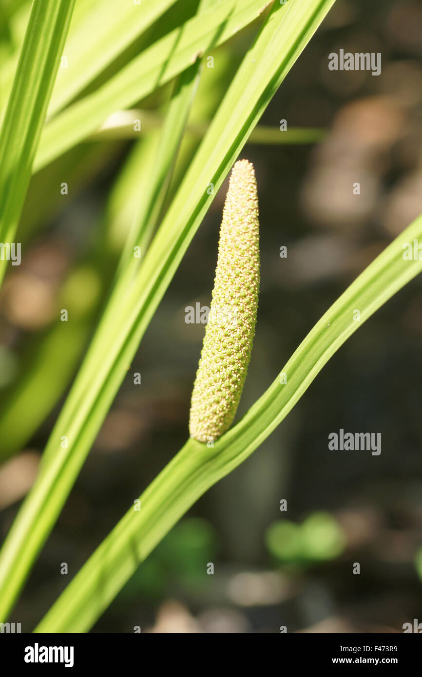 Calamus hi-res stock photography and images - Alamy