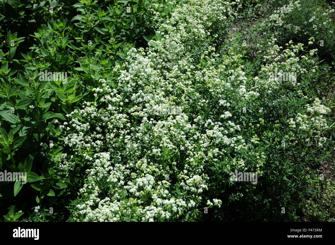 Galium boreale hi-res stock photography and images - Alamy