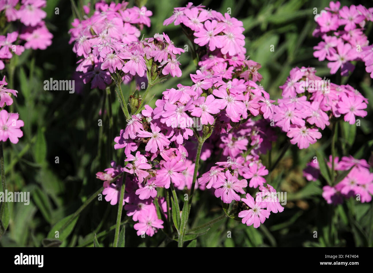 Flower of jupiter Stock Photo - Alamy