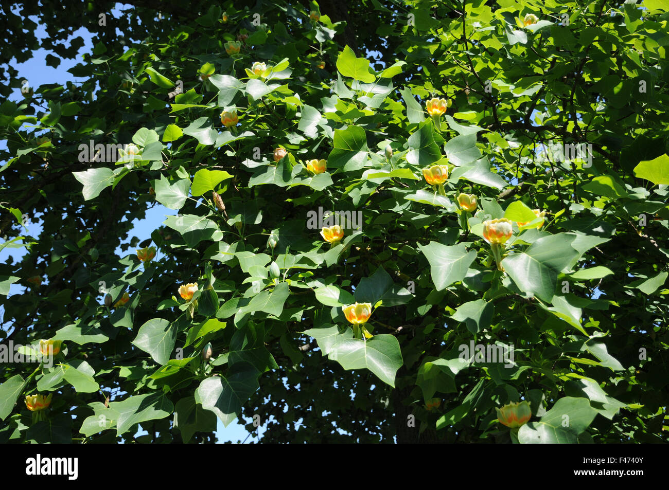 Tulip tree bark liriodendron tulipifera hi-res stock photography and ...