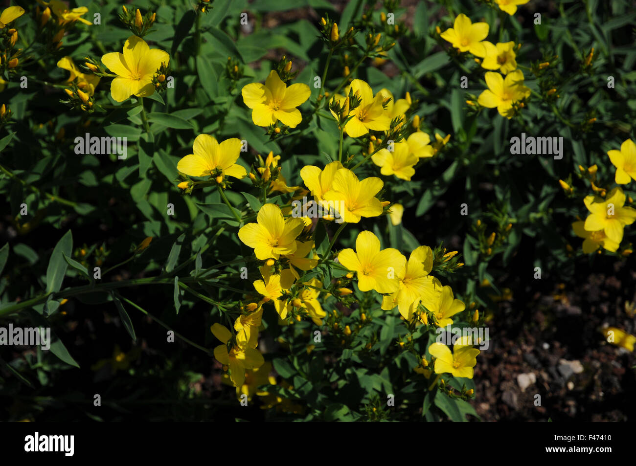 Linum flavum hi-res stock photography and images - Alamy