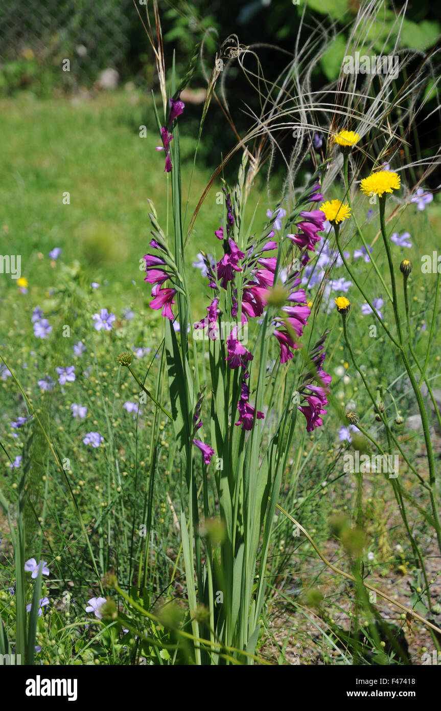 Gladiolus Palustris High Resolution Stock Photography and Images - Alamy