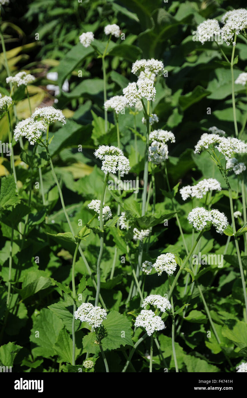 Valeriana officinalis garten baldrian hi-res stock photography and ...