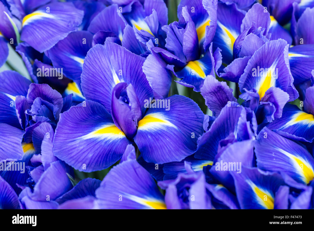 Blue flower irises Stock Photo - Alamy