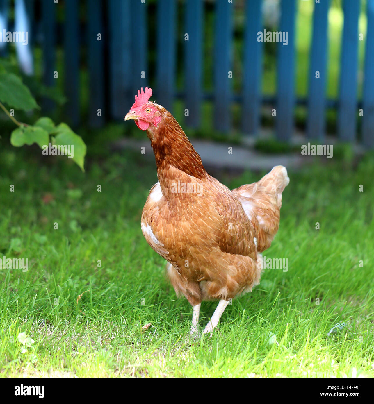 Chicken village hi-res stock photography and images - Alamy