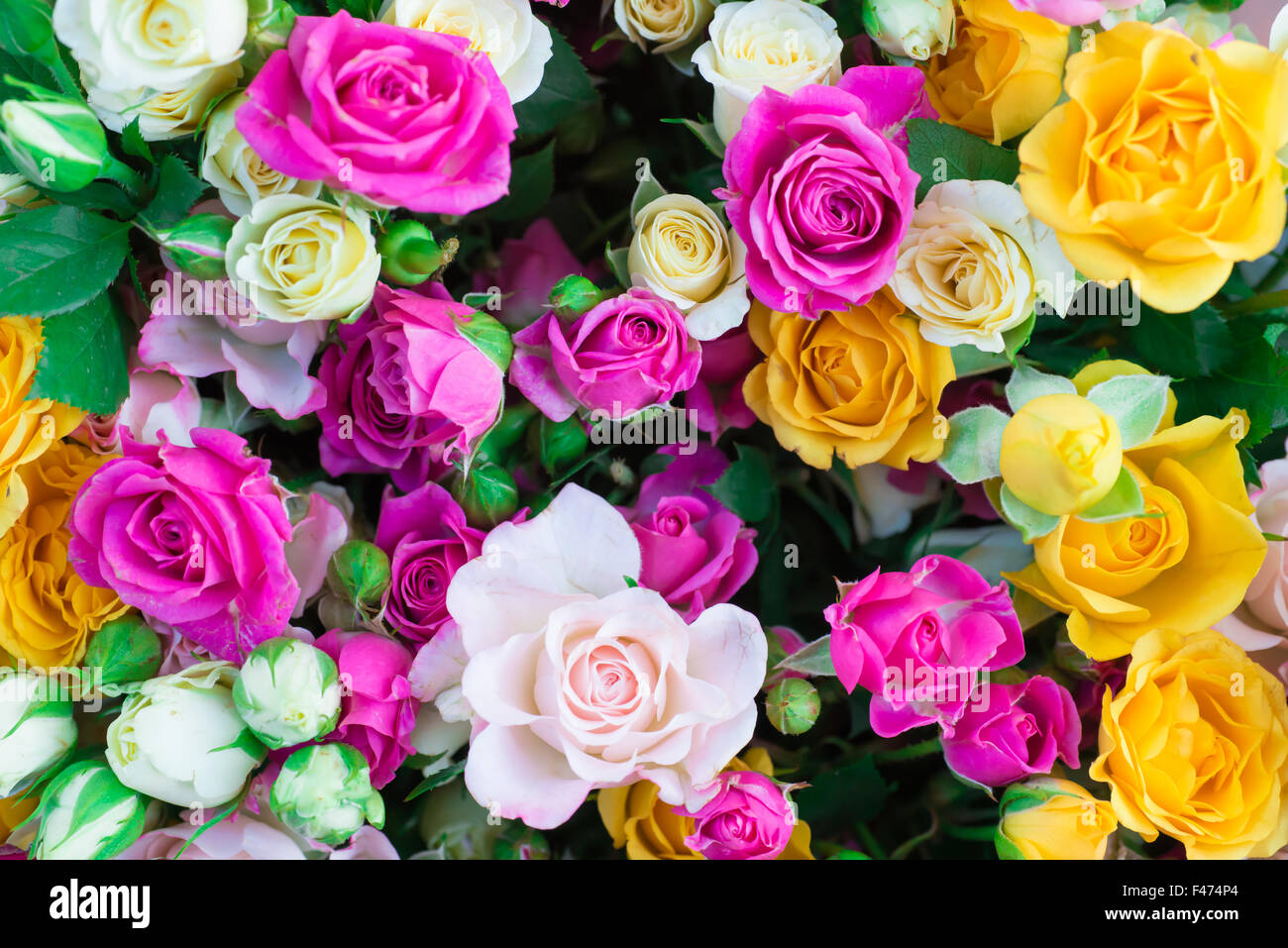 Fresh colorful roses with green leaves Stock Photo - Alamy