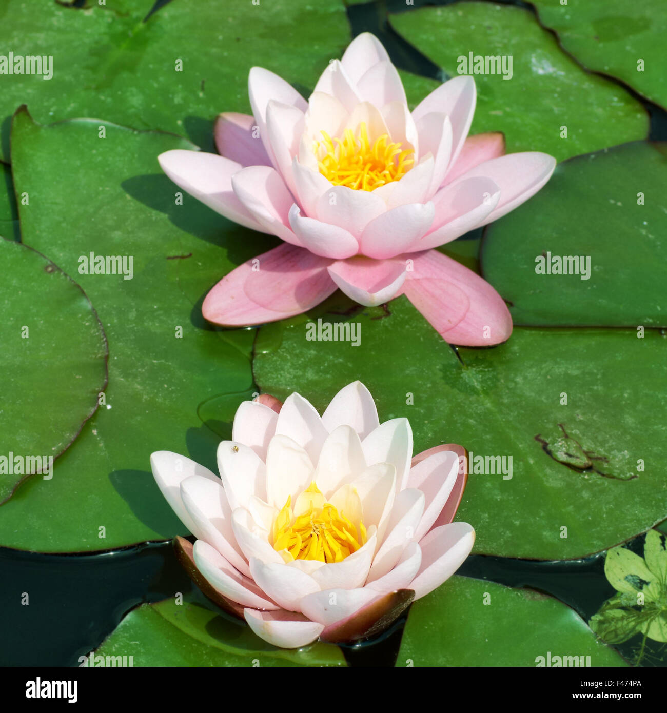 Beautiful pink water lily Stock Photo - Alamy