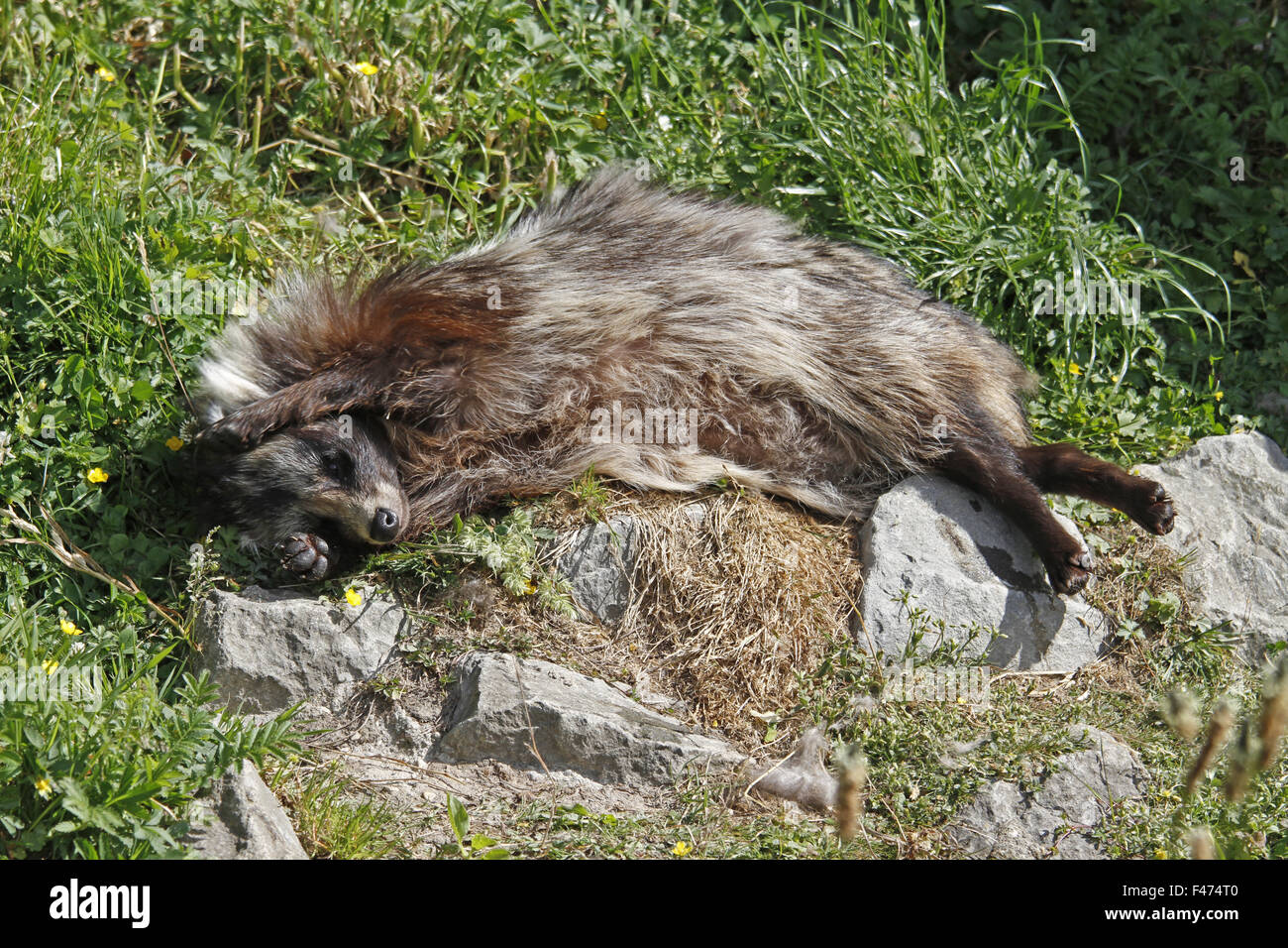 Tanuki raccoon dog hi-res stock photography and images - Alamy
