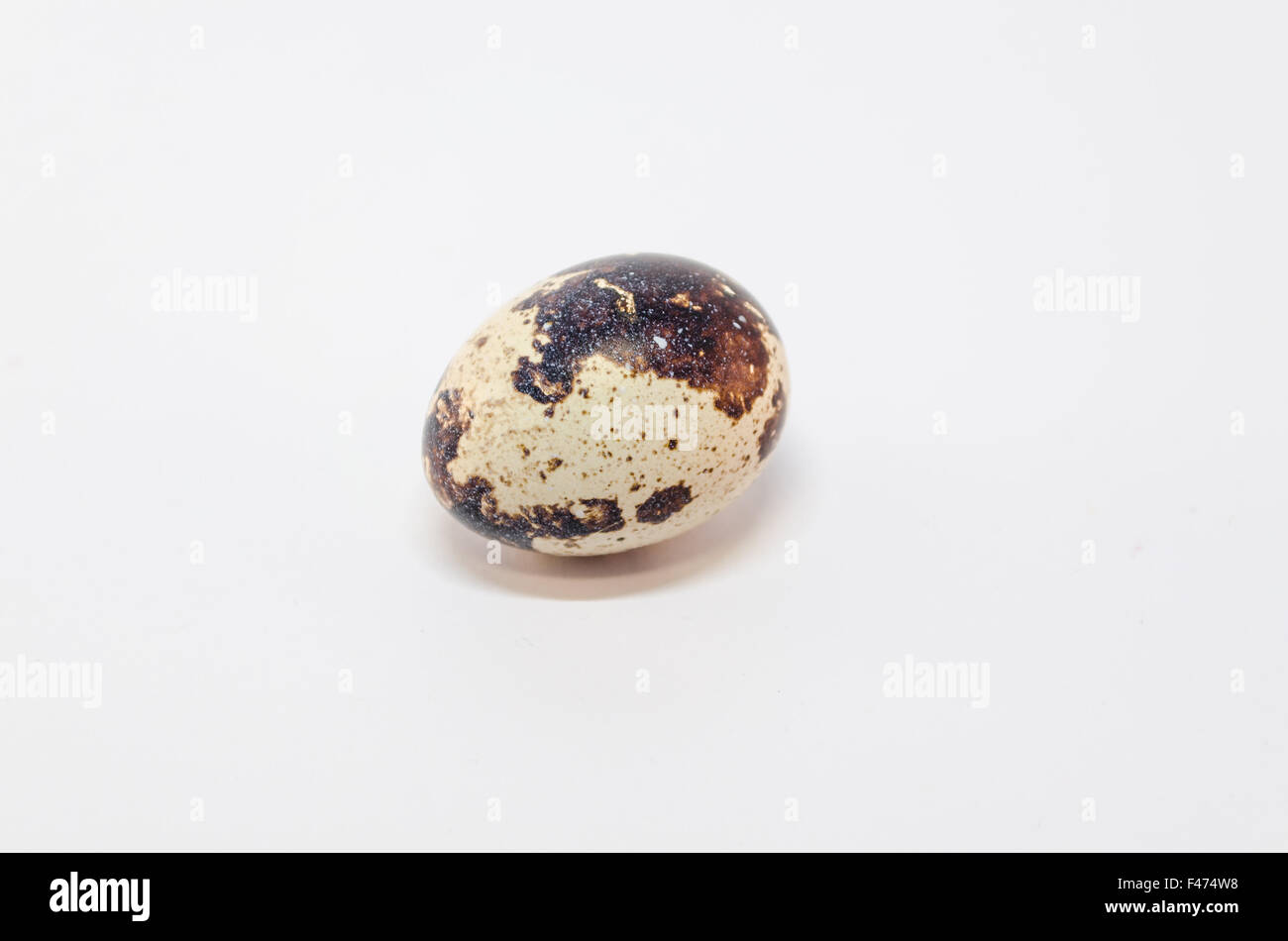 Egg incubation hi-res stock photography and images - Alamy