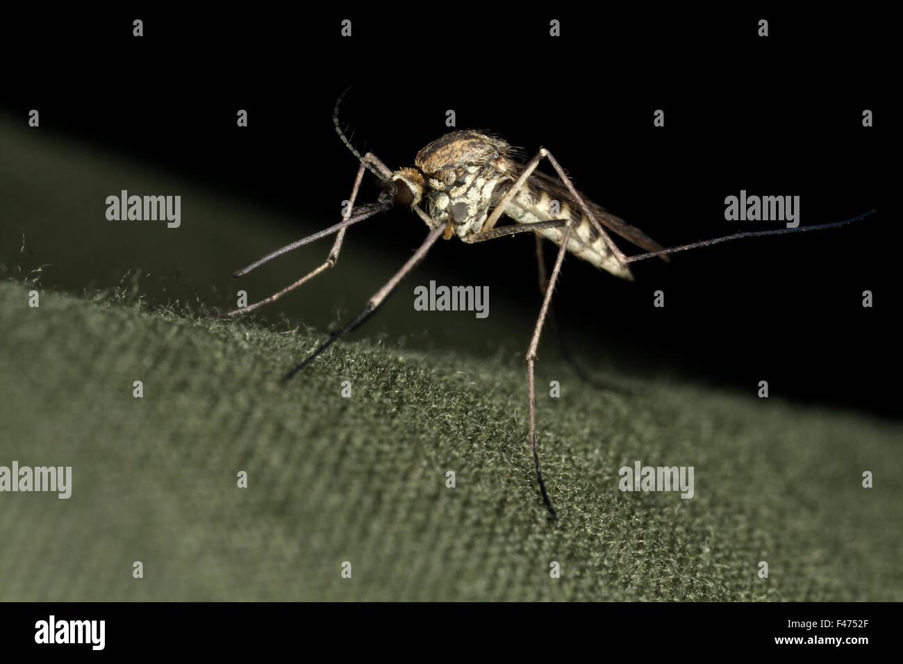 Mosquitoes Teeth Up Close