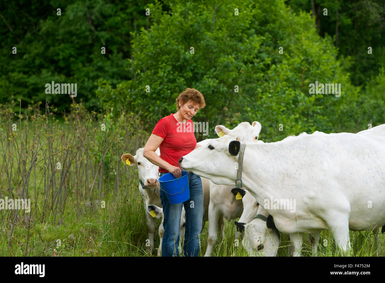 Only for cows hi-res stock photography and images - Alamy