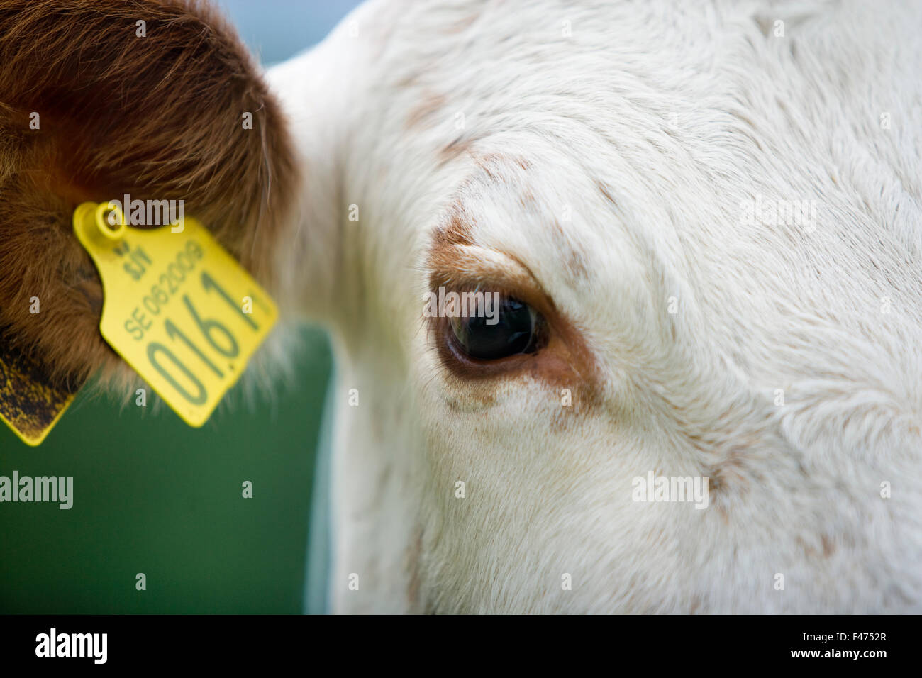 A cow, close-up Stock Photo - Alamy