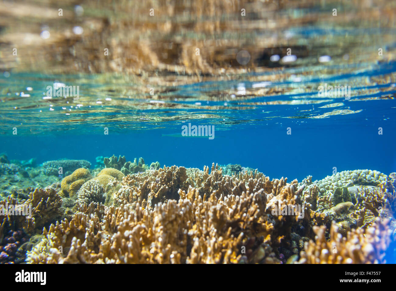 Cora ray hi-res stock photography and images - Alamy