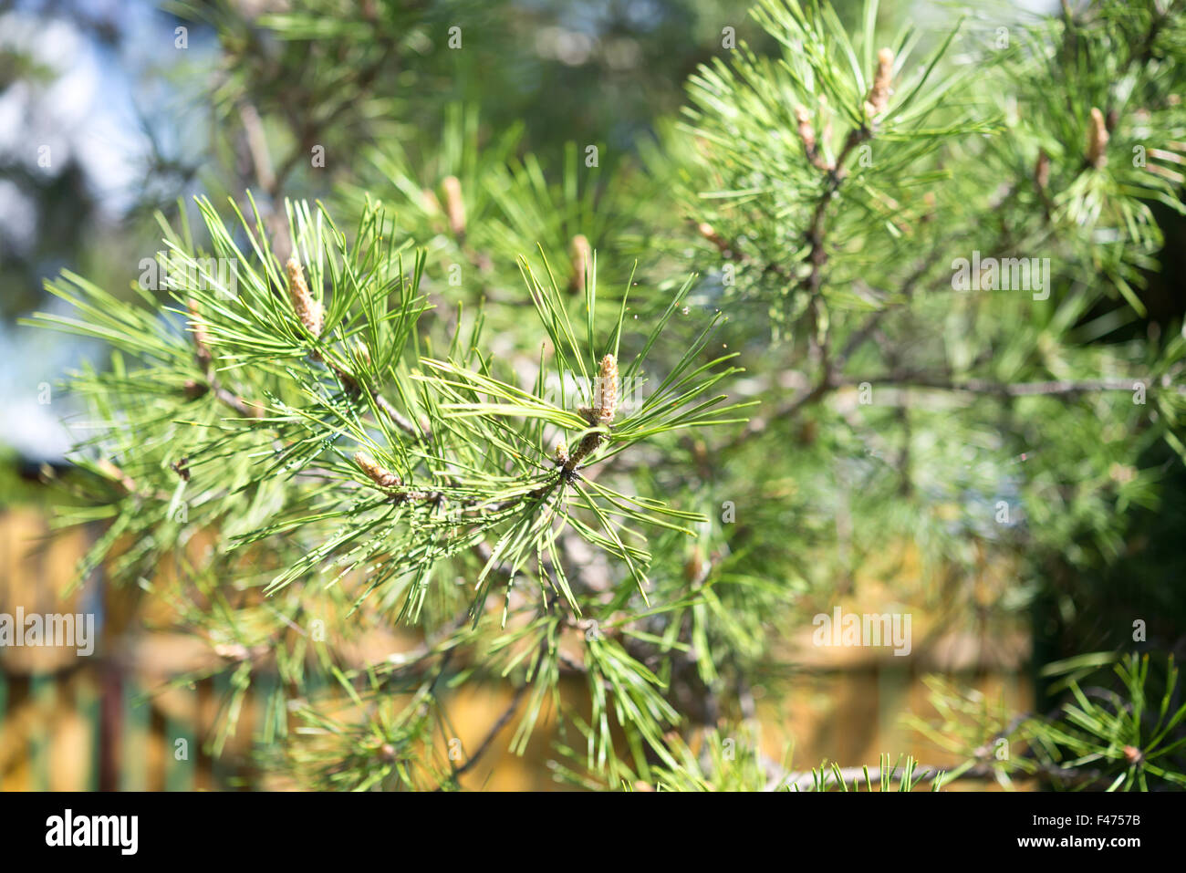 Pine tree greenery hi-res stock photography and images - Alamy