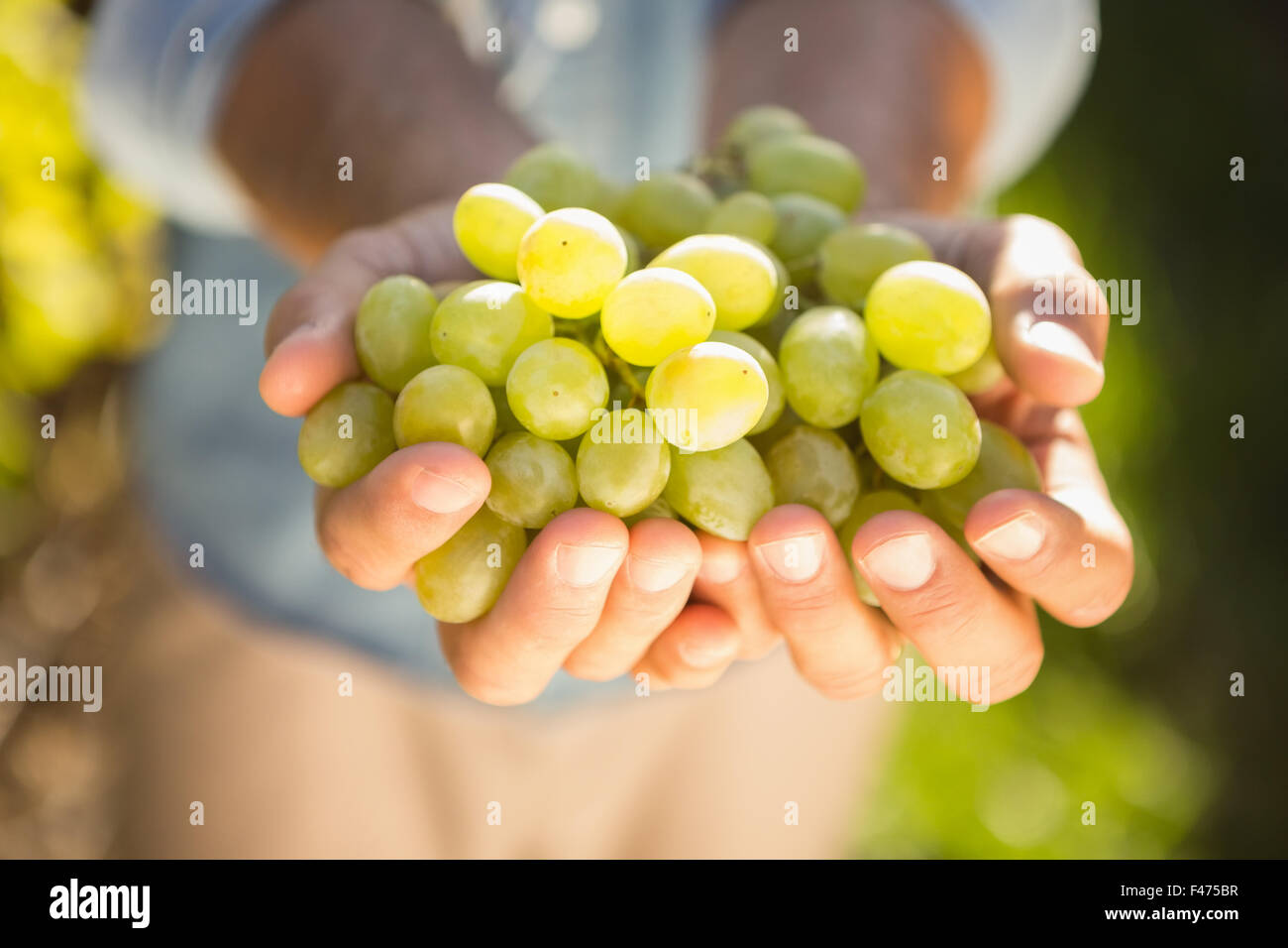 Close up view of hands holding grapes Stock Photo - Alamy
