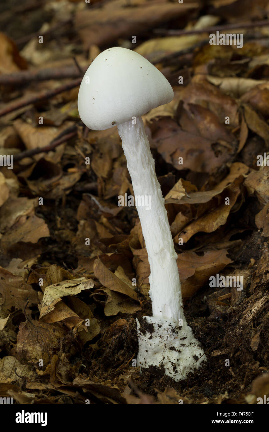 European destroying angel, Kegelhütiger Knollenblätterpilz ...