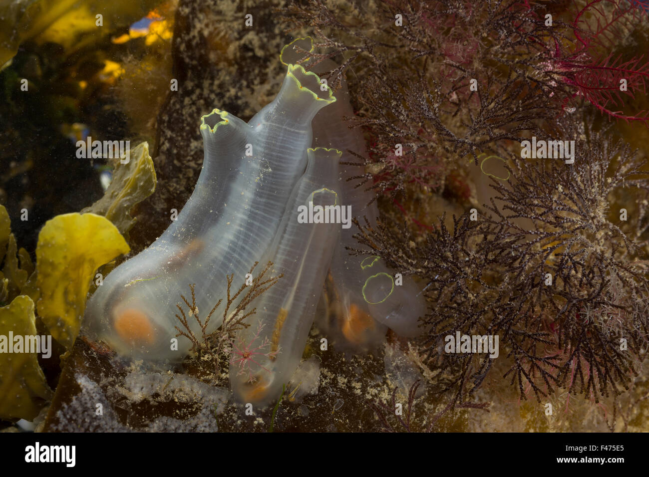 Gelbe schlauch hi-res stock photography and images - Alamy