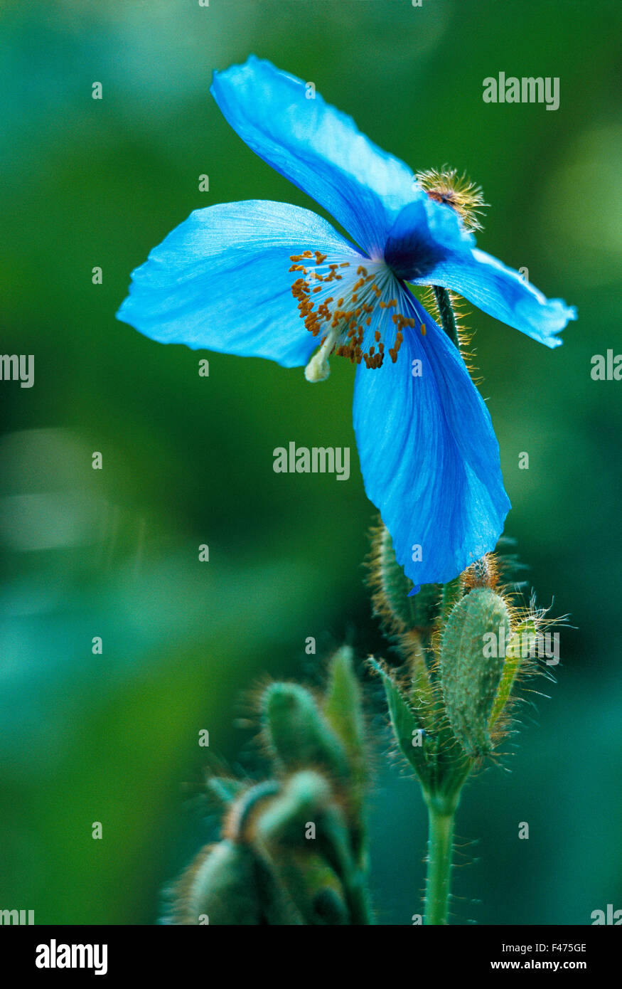 Blue poppy hi-res stock photography and images - Alamy