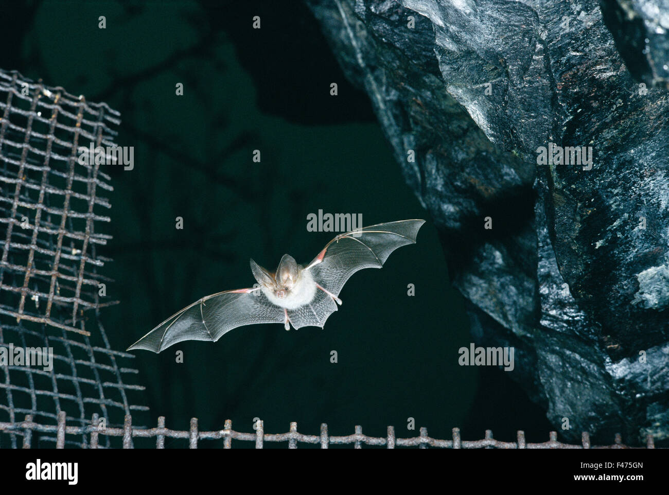 A bat flying, Sweden Stock Photo - Alamy