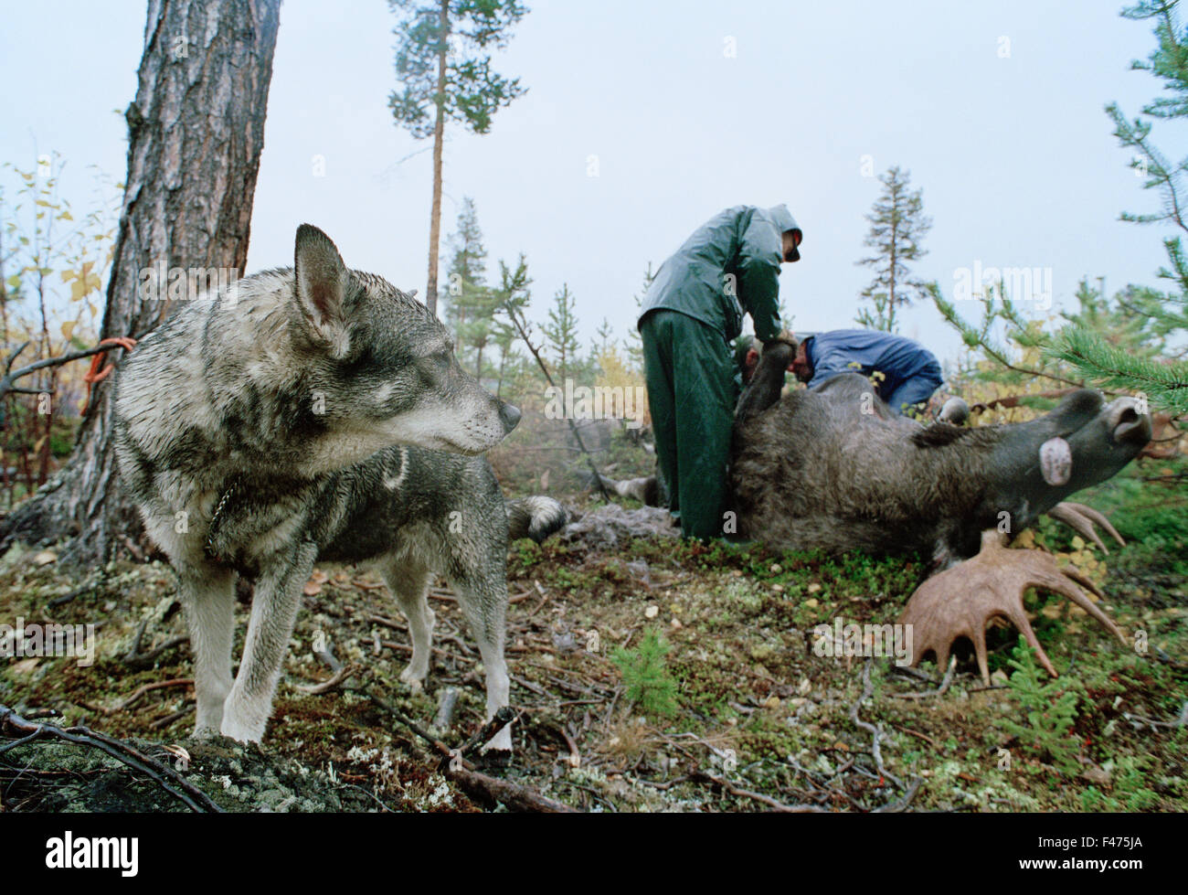 Slaughter animals hi-res stock photography and images - Alamy