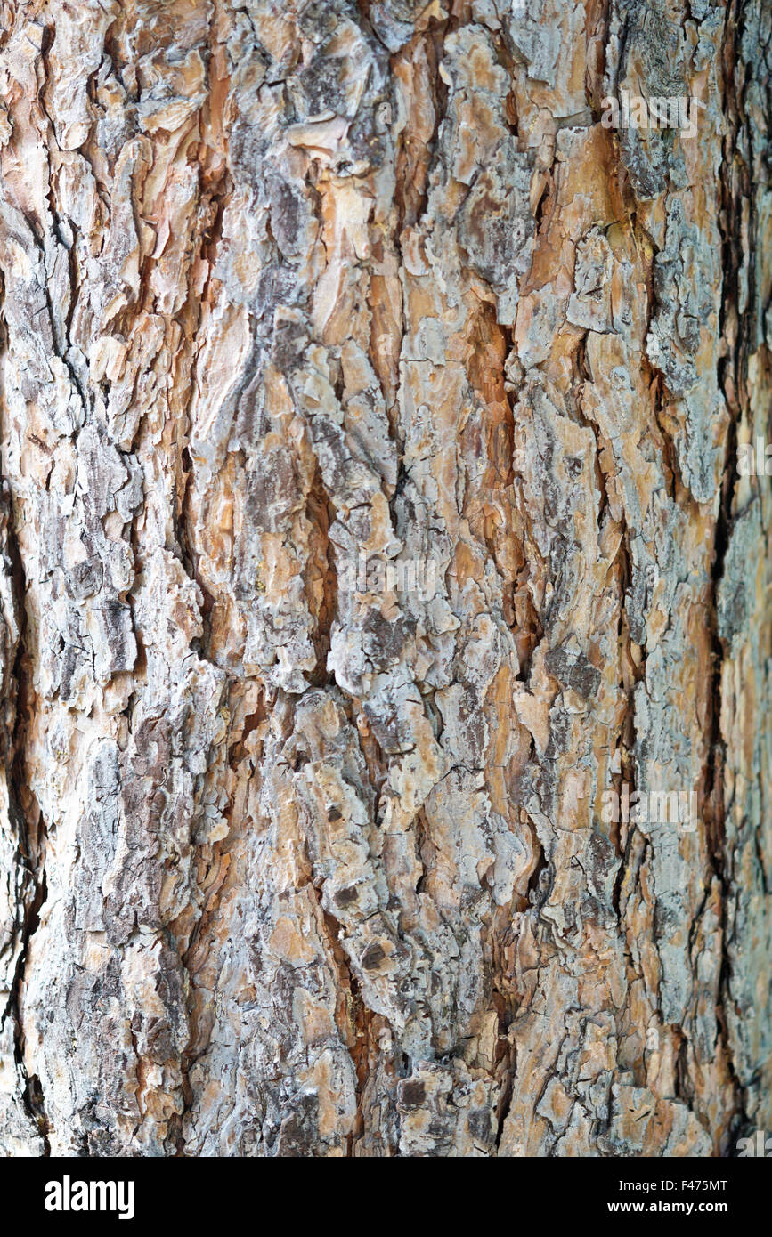 Pine level hi-res stock photography and images - Alamy