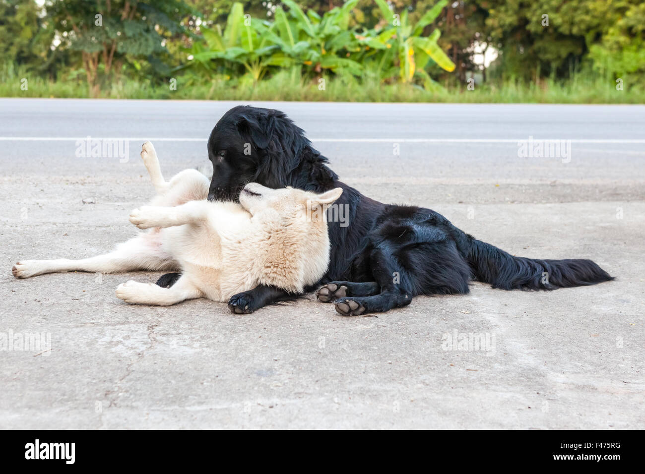at the road in Thailand playing two street dogs Stock Photo - Alamy