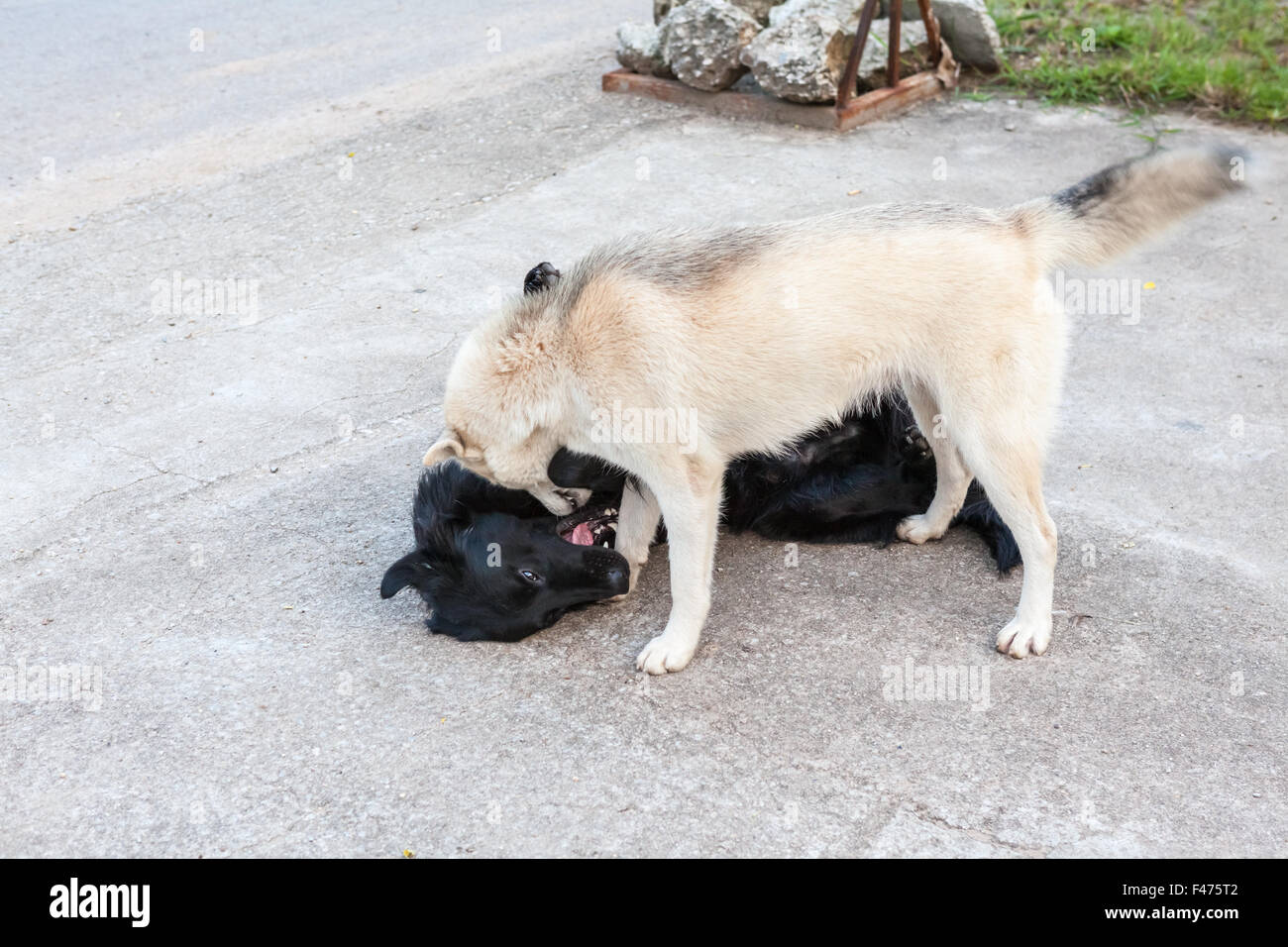 at the road in Thailand playing two street dogs Stock Photo - Alamy