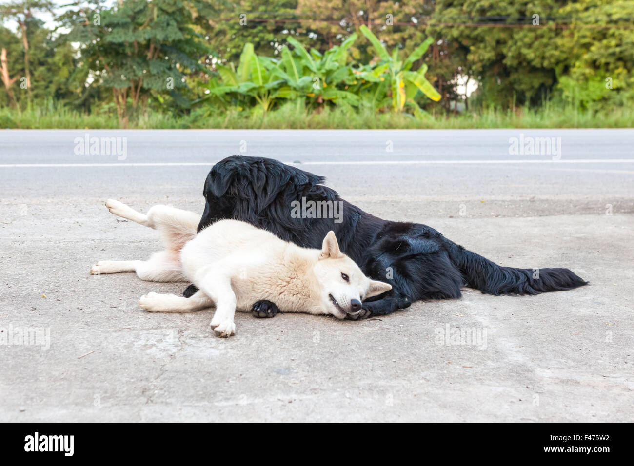 at the road in Thailand playing two street dogs Stock Photo - Alamy