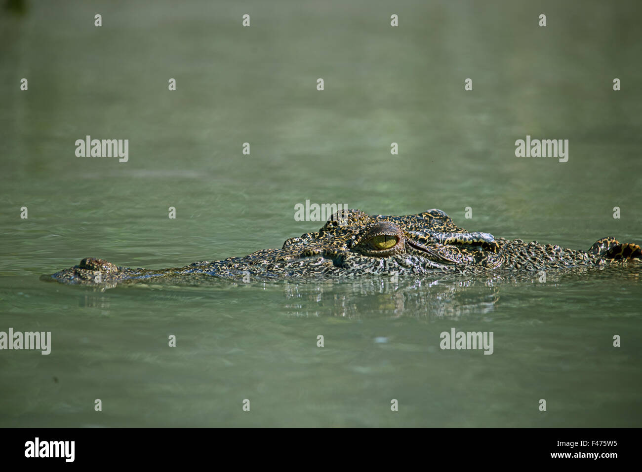 saltwater crocodile, estuarine crocodile or indo-pacific crocodile ...