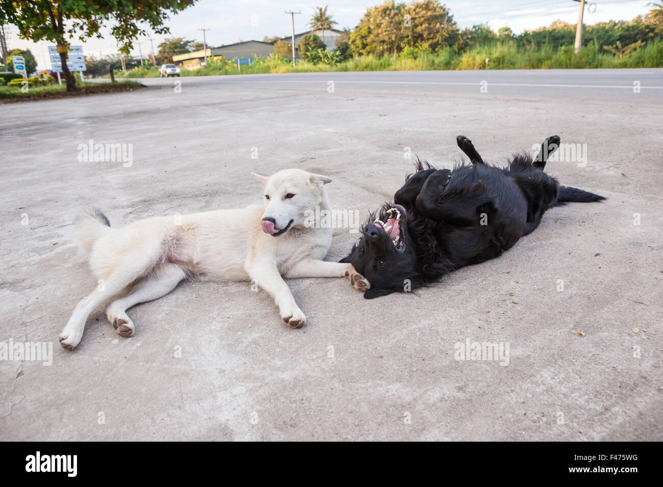 at the road in Thailand playing two street dogs Stock Photo - Alamy