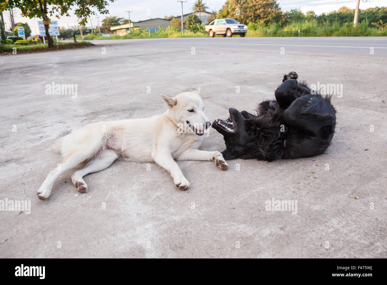at the road in Thailand playing two street dogs Stock Photo - Alamy