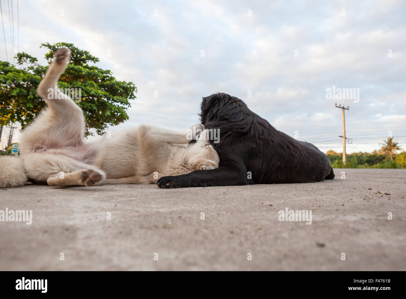 at the road in Thailand playing two street dogs Stock Photo - Alamy