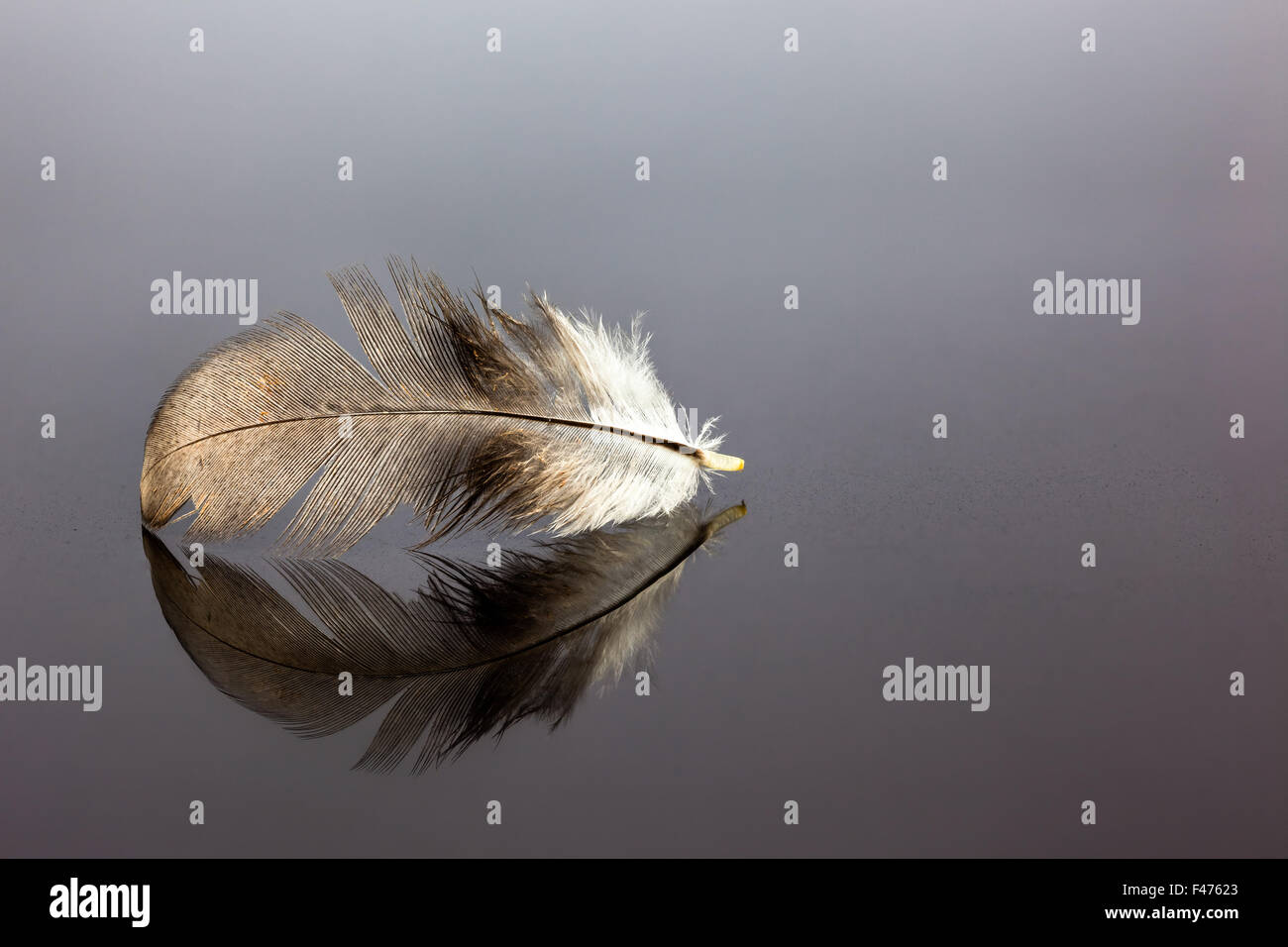 An bird feather whit reflection on an black tile Stock Photo - Alamy