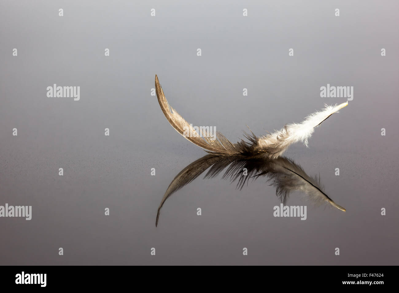 An bird feather whit reflection on an black tile Stock Photo - Alamy