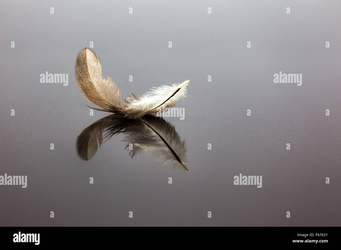 Black feather detail hi-res stock photography and images - Alamy