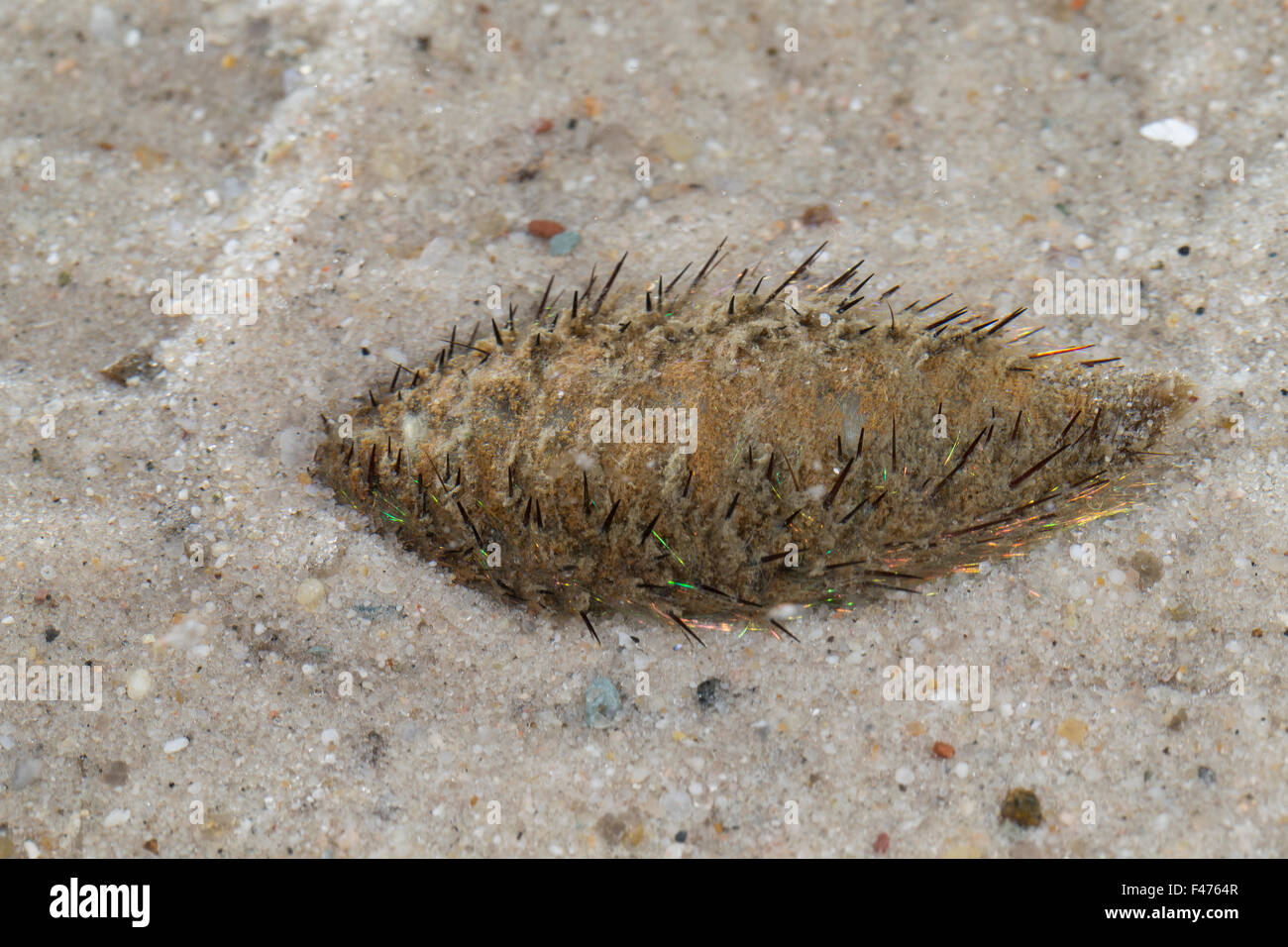 Sea Mouse